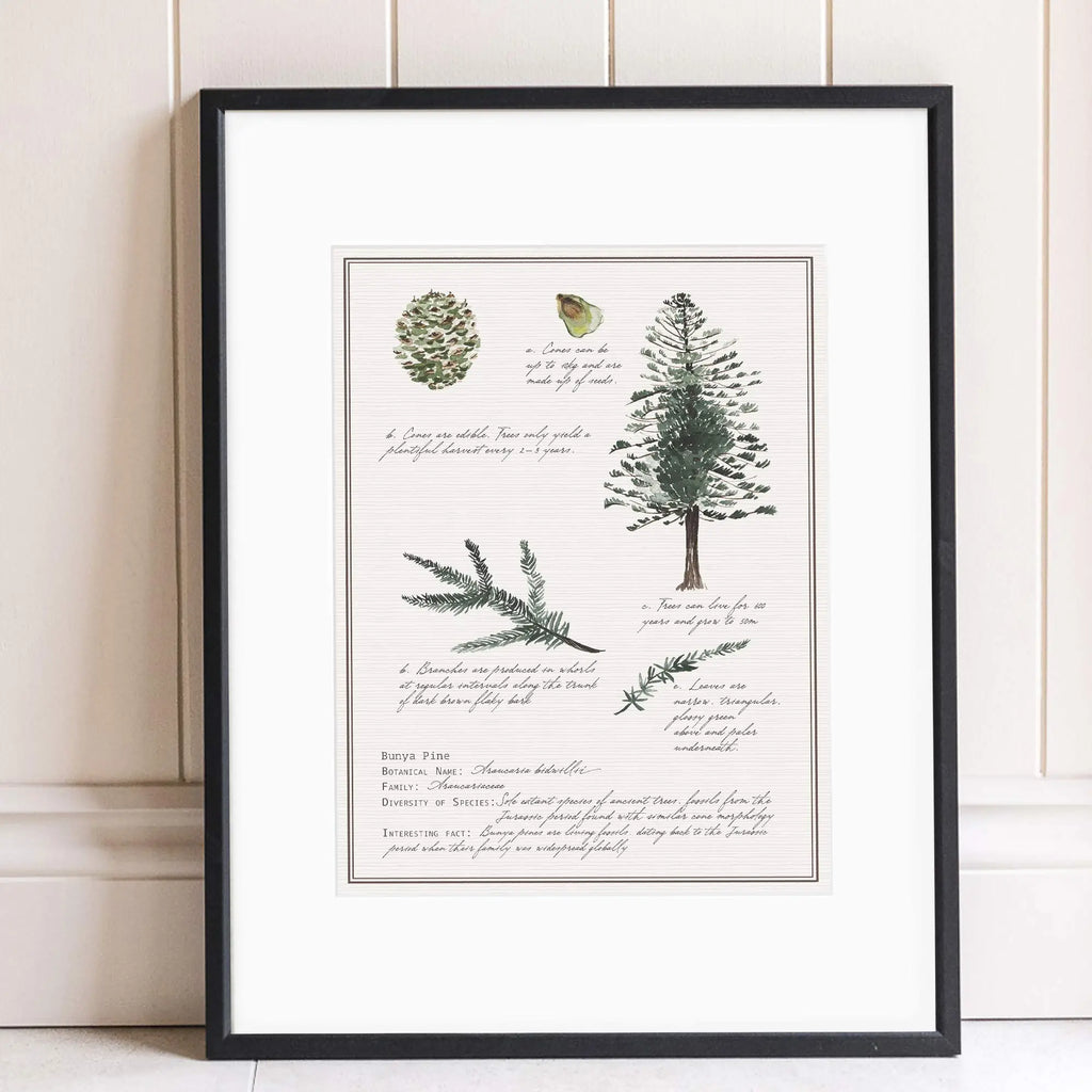 Bunya Pine Print | Australian pine trees | Free shipping – Rebecca Eddison